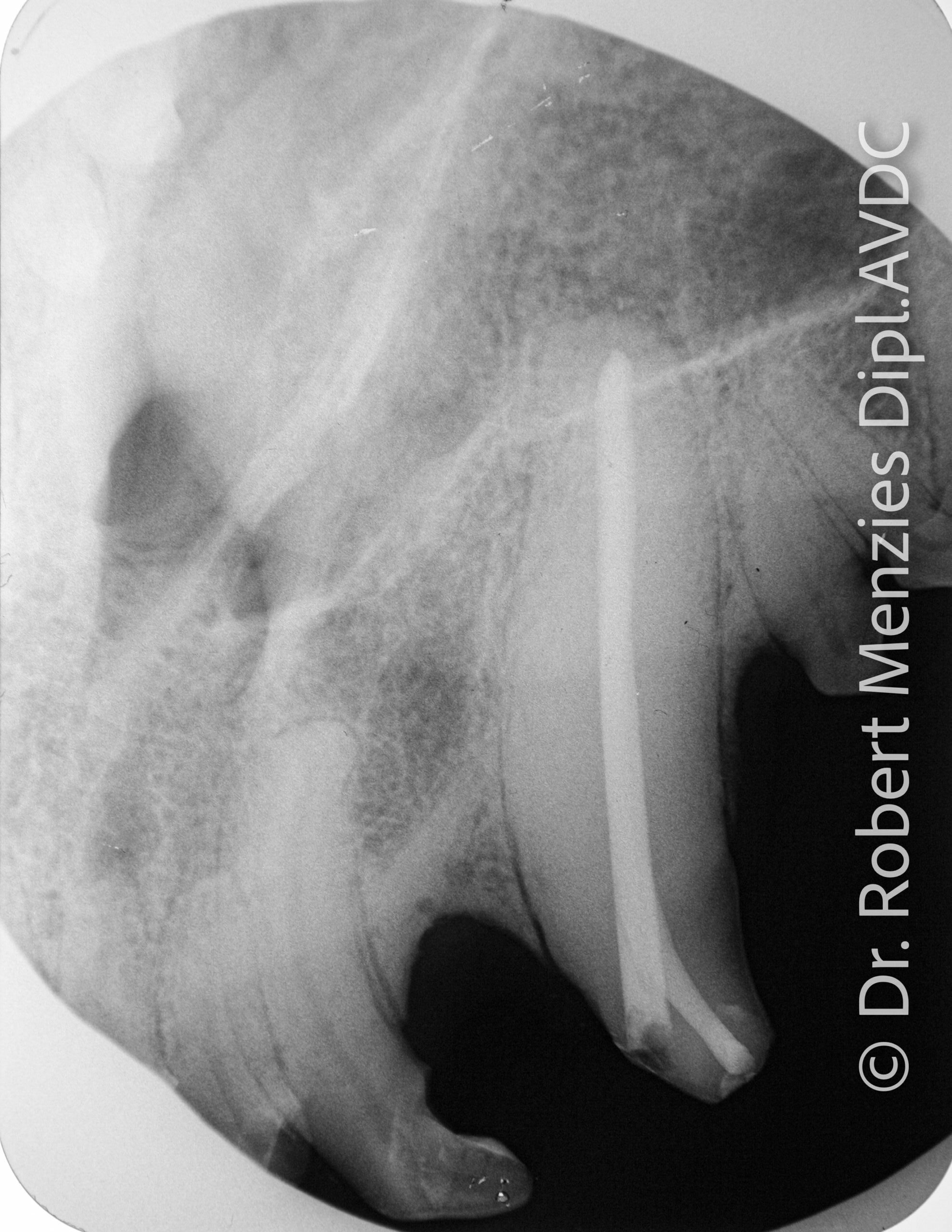 Animal tooth treatments and oral surgeries - ANIDOS