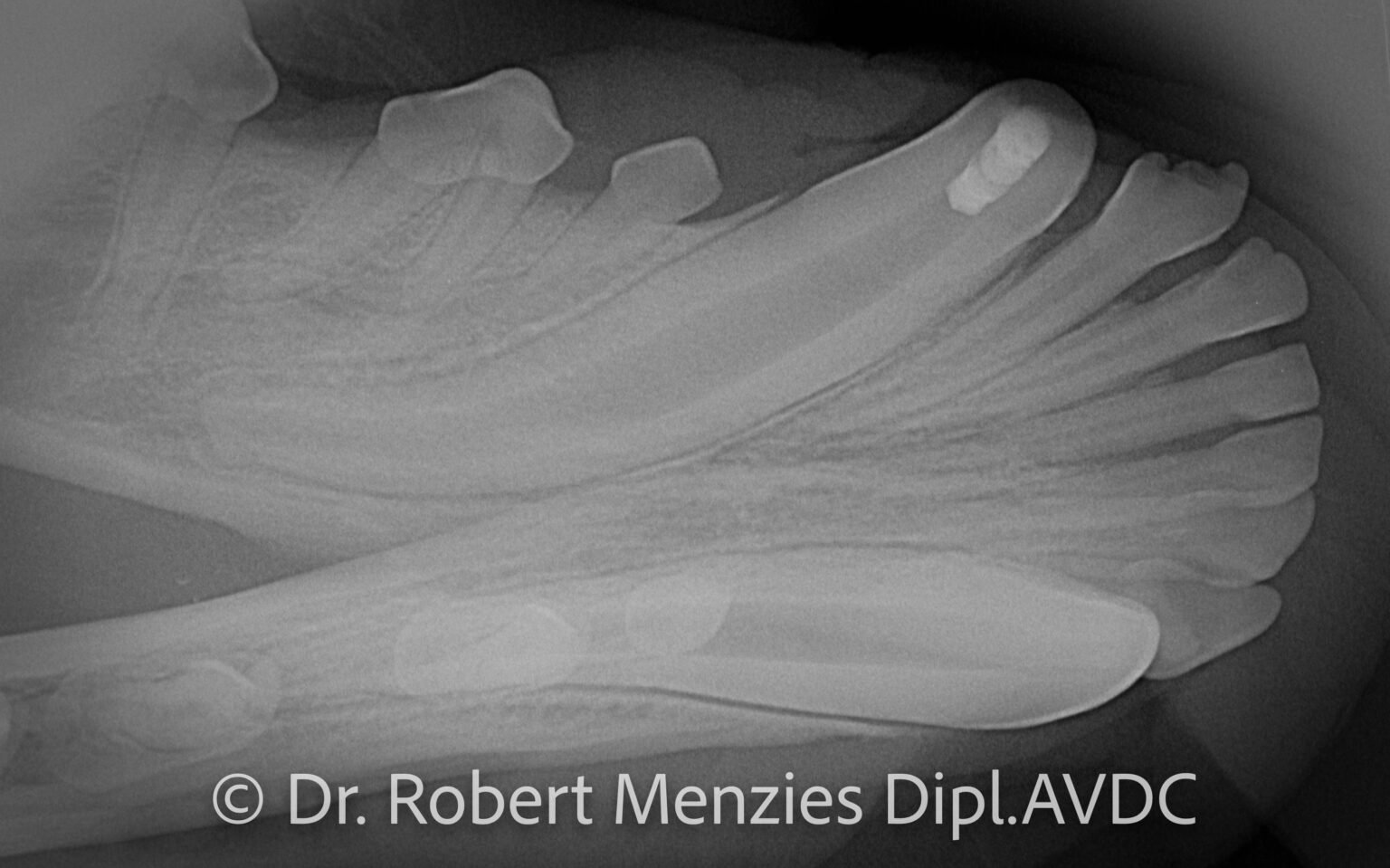 Animal tooth treatments and oral surgeries - ANIDOS